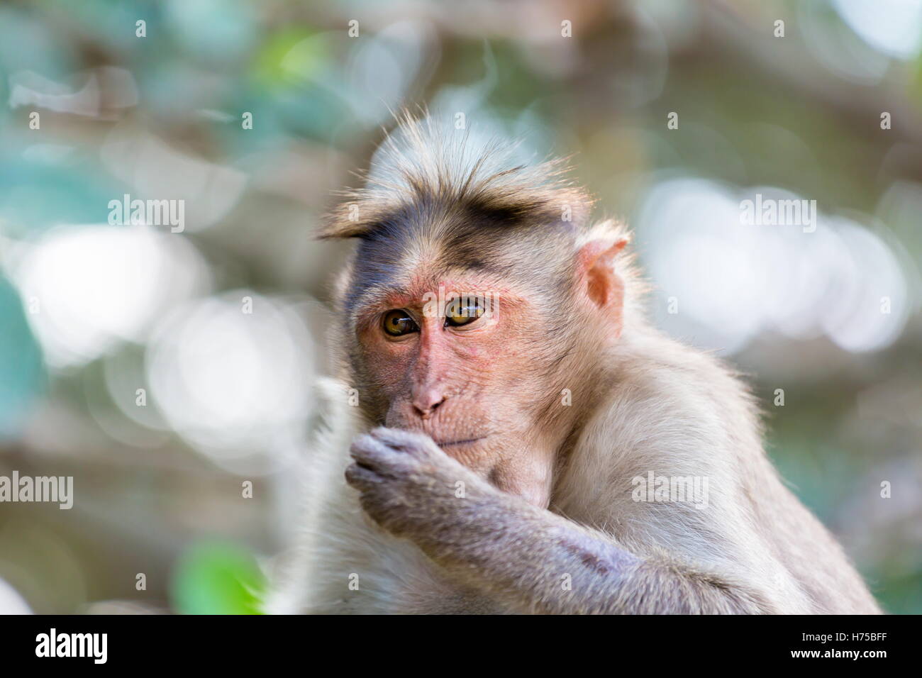 Cycle de vie des macaques Banque de photographies et d’images à haute ...