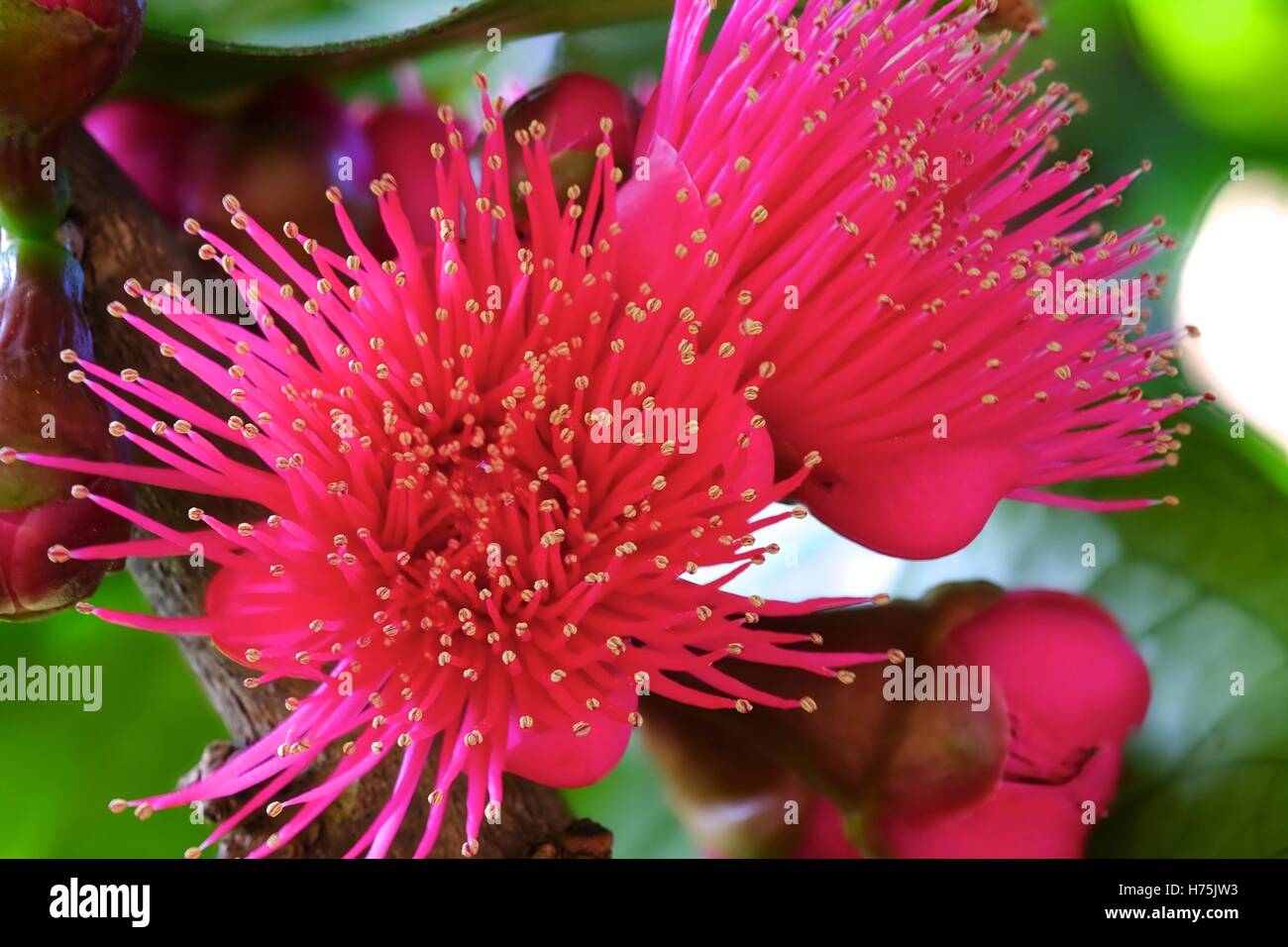 Syzygium malaccense Banque de photographies et d’images à haute ...