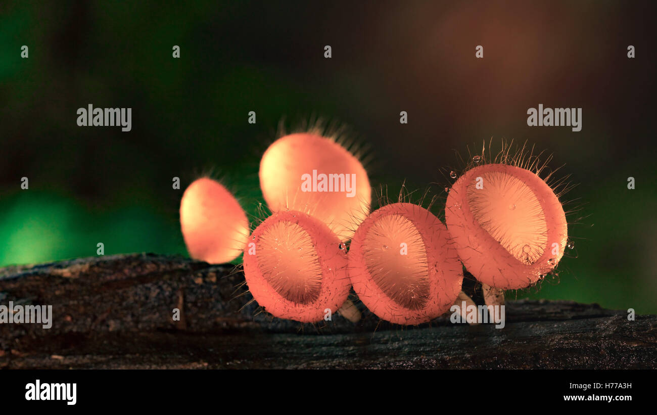 Cup fungi Banque de photographies et d’images à haute résolution - Alamy