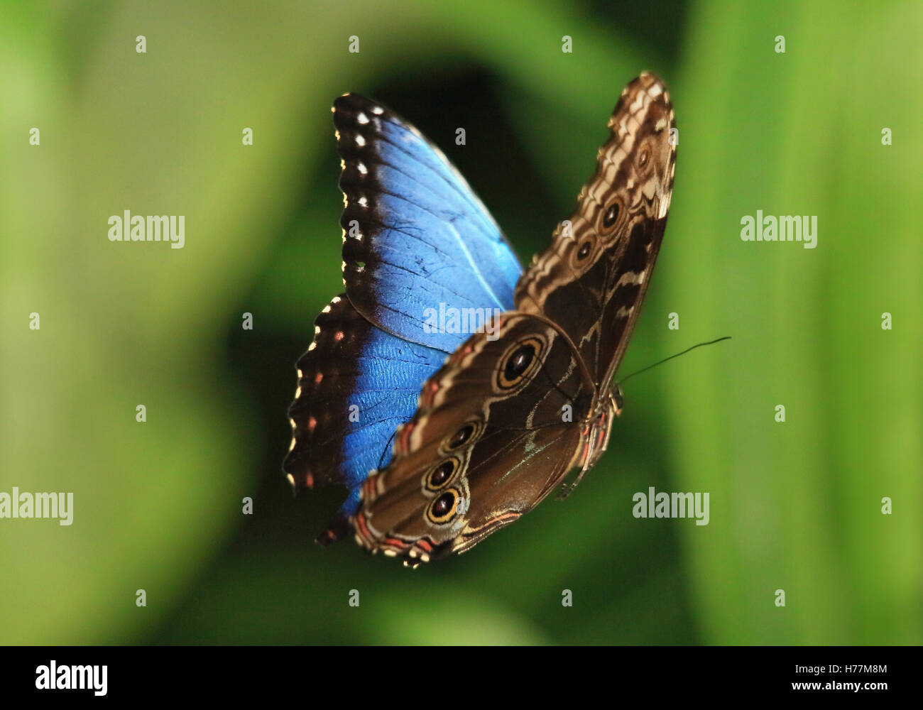 Papillons du costa rica Banque de photographies et d’images à haute ...