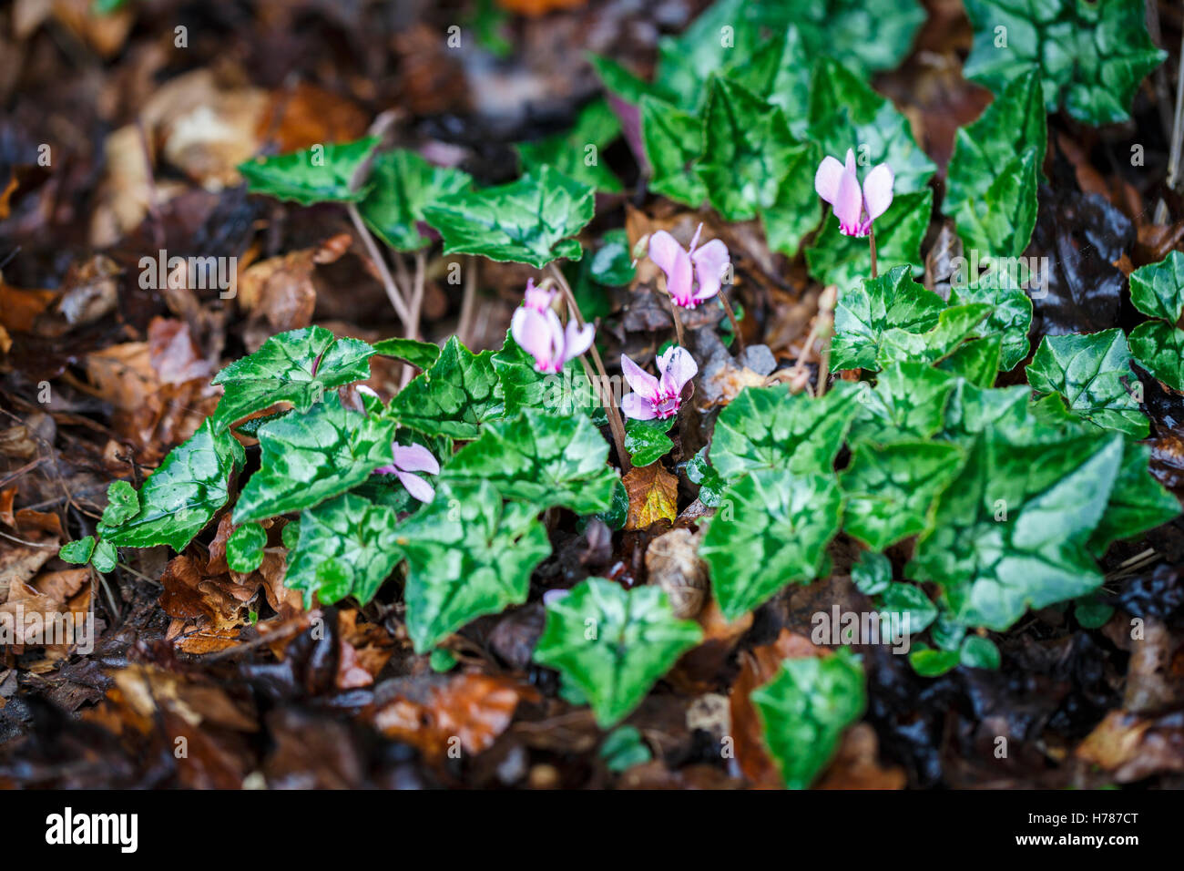 Jolie rose cyclamen hederifolium à floraison d'automne (à feuilles de ...
