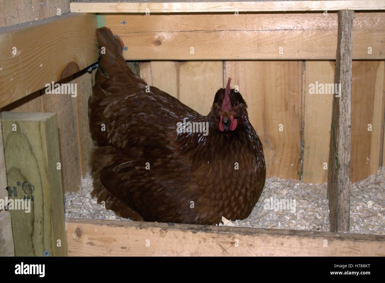 Rhode island red hen Banque de photographies et d’images à haute ...