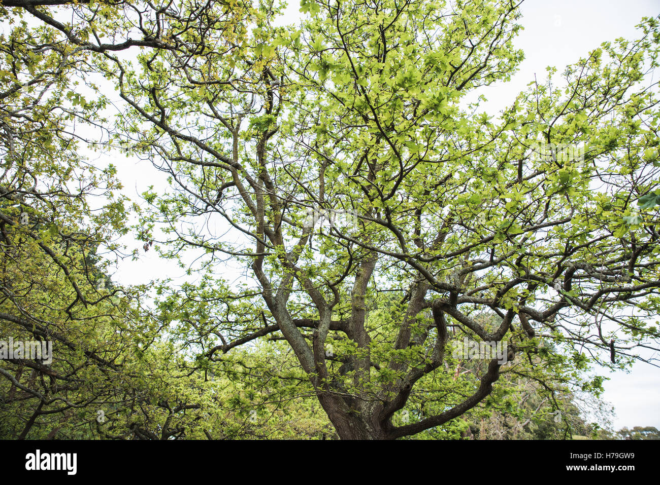 Arbre de printemps Banque de photographies et d’images à haute ...