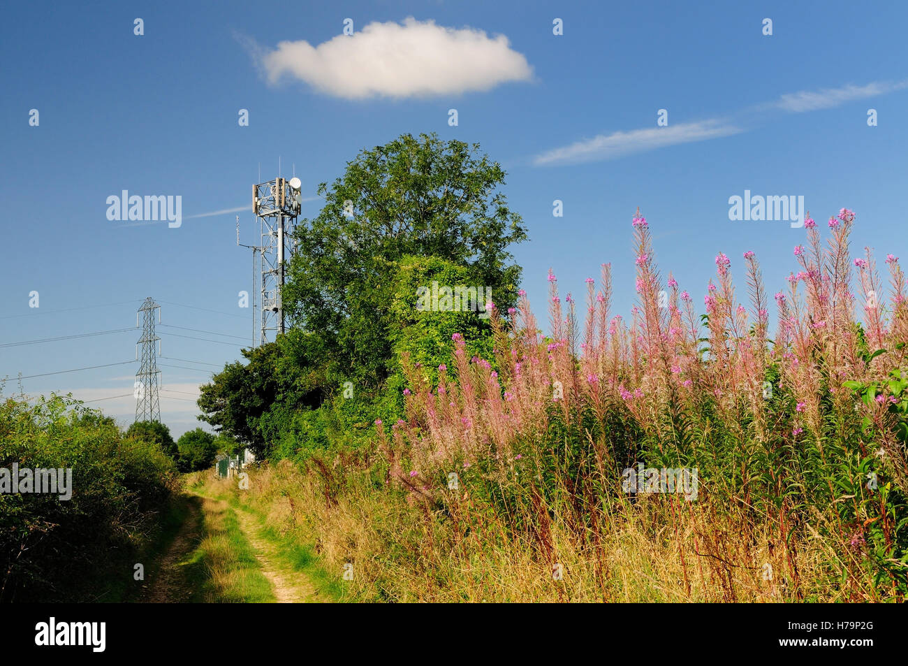 Un mât, un pylône, et Rosebay Willowherb le long d'une piste rurale ...