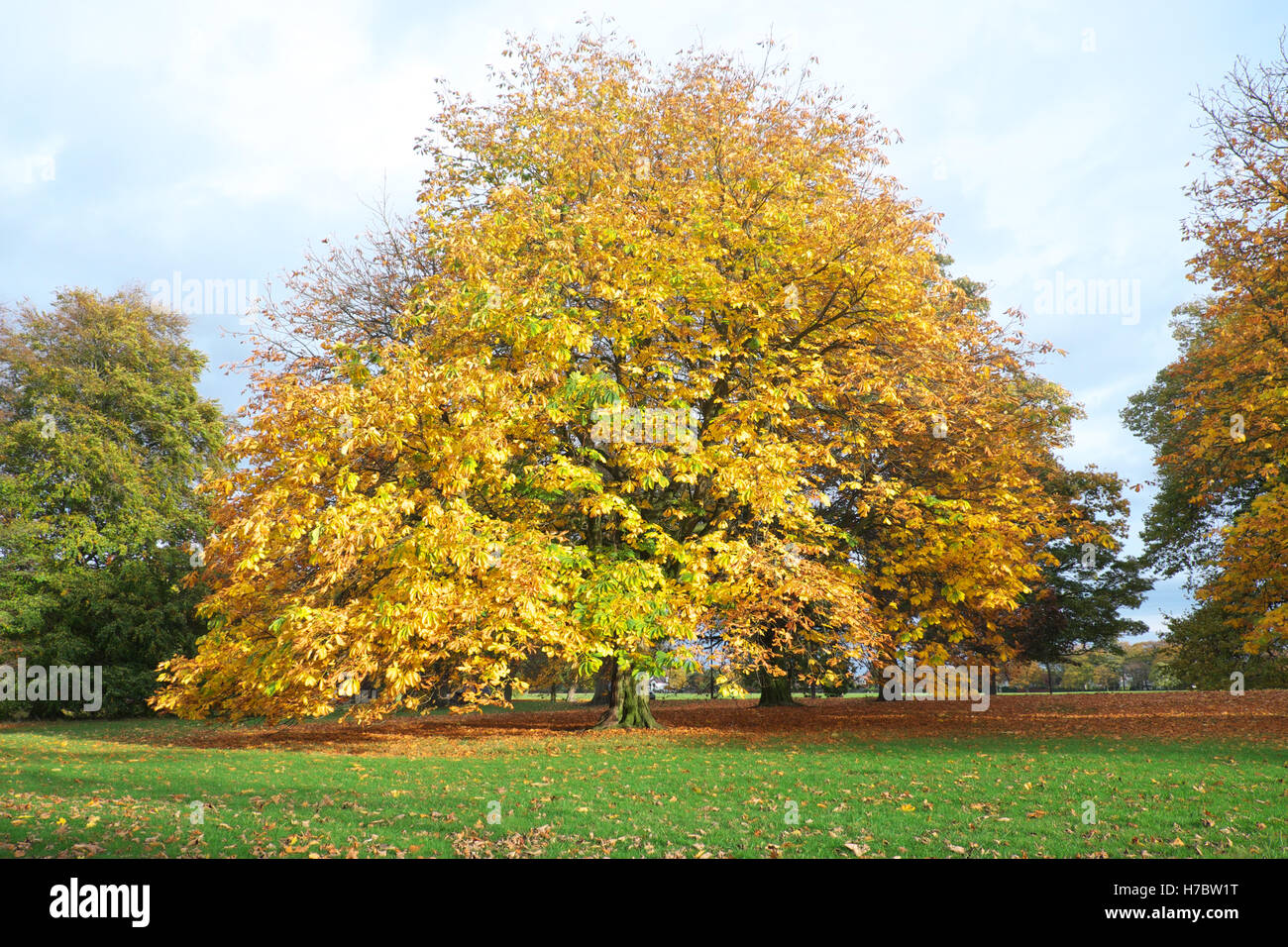 Arbre de marronnier en automne Banque de photographies et d’images à ...