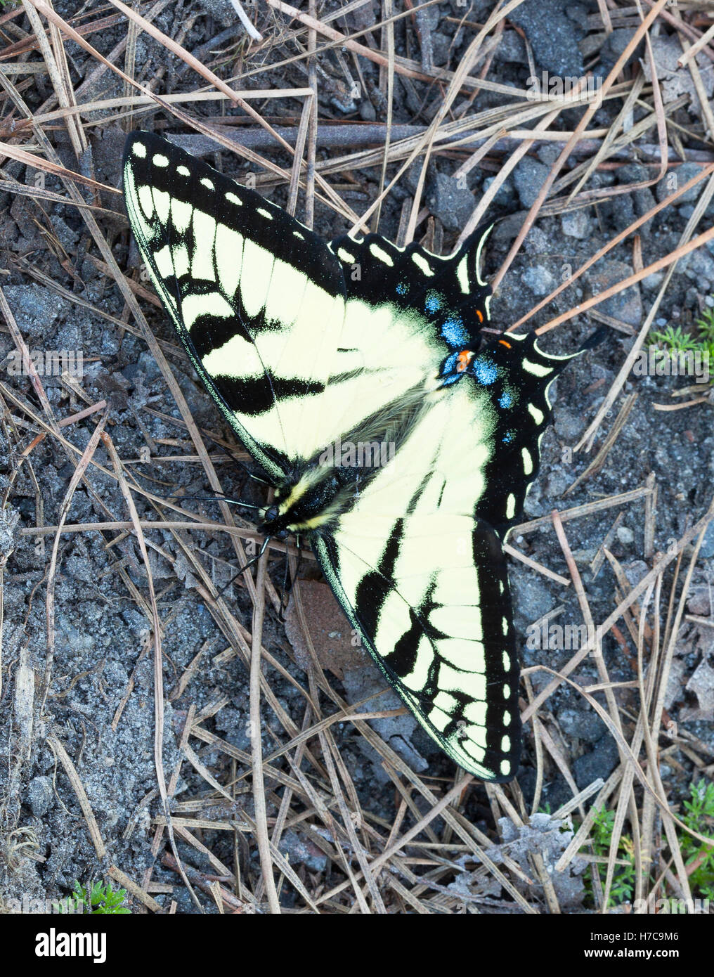 Grand papillon jaune Banque de photographies et d’images à haute ...