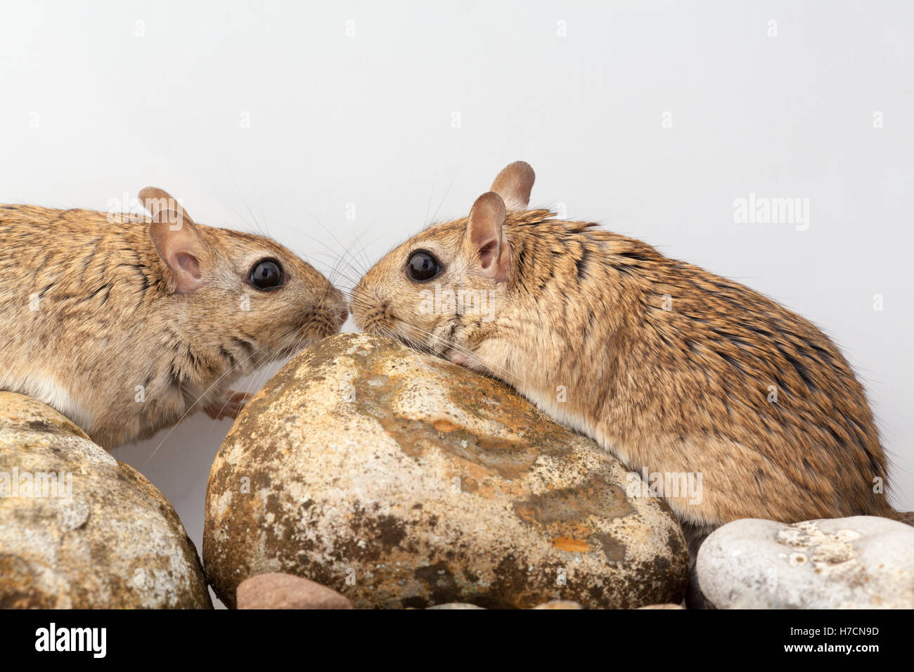 Meriones shawi Banque de photographies et d’images à haute résolution ...