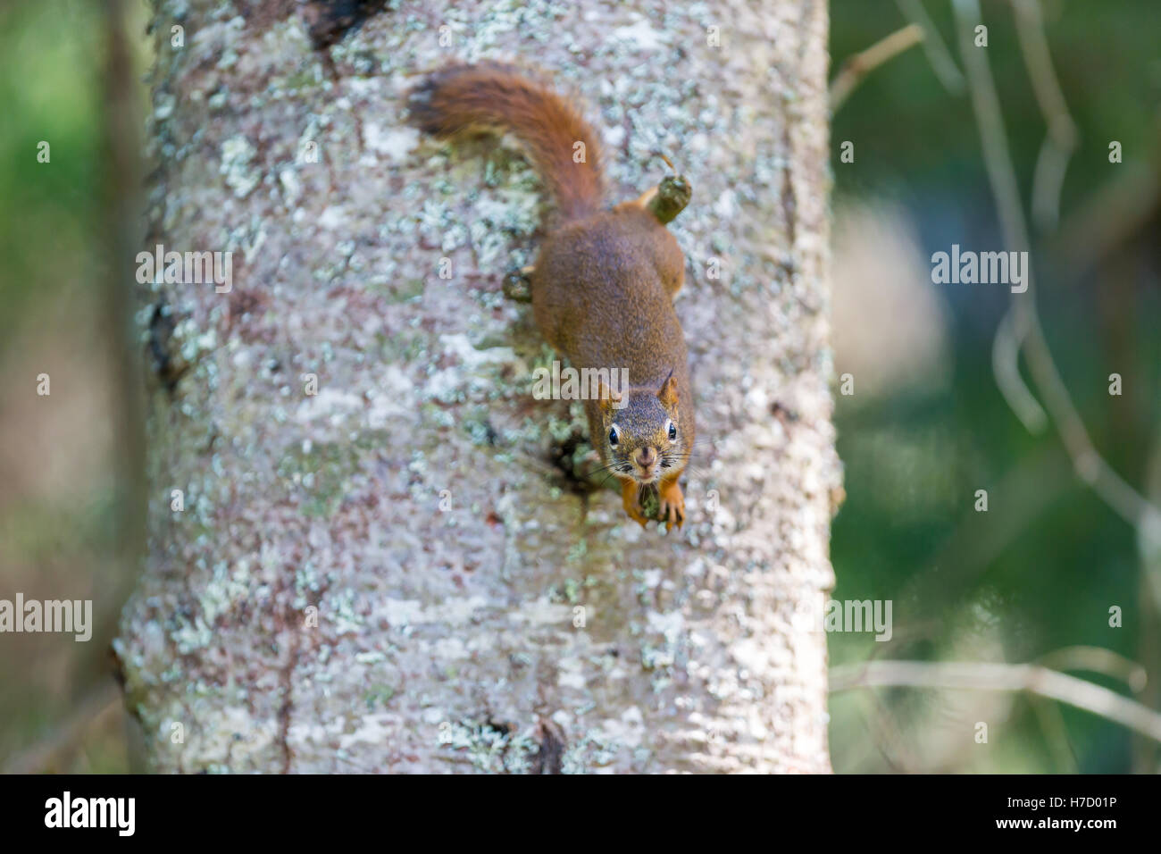 Écureuil rouge dans une forêt boréale dans le nord du Québec. L ...