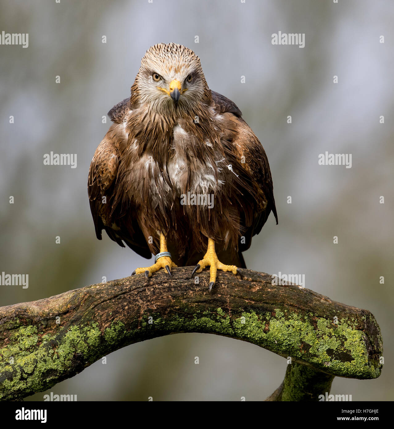 Oiseau de proie tuer Banque de photographies et d’images à haute ...