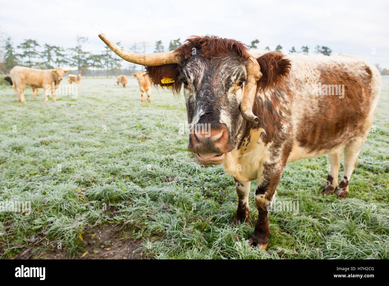 Glacial horn Banque de photographies et d’images à haute résolution - Alamy
