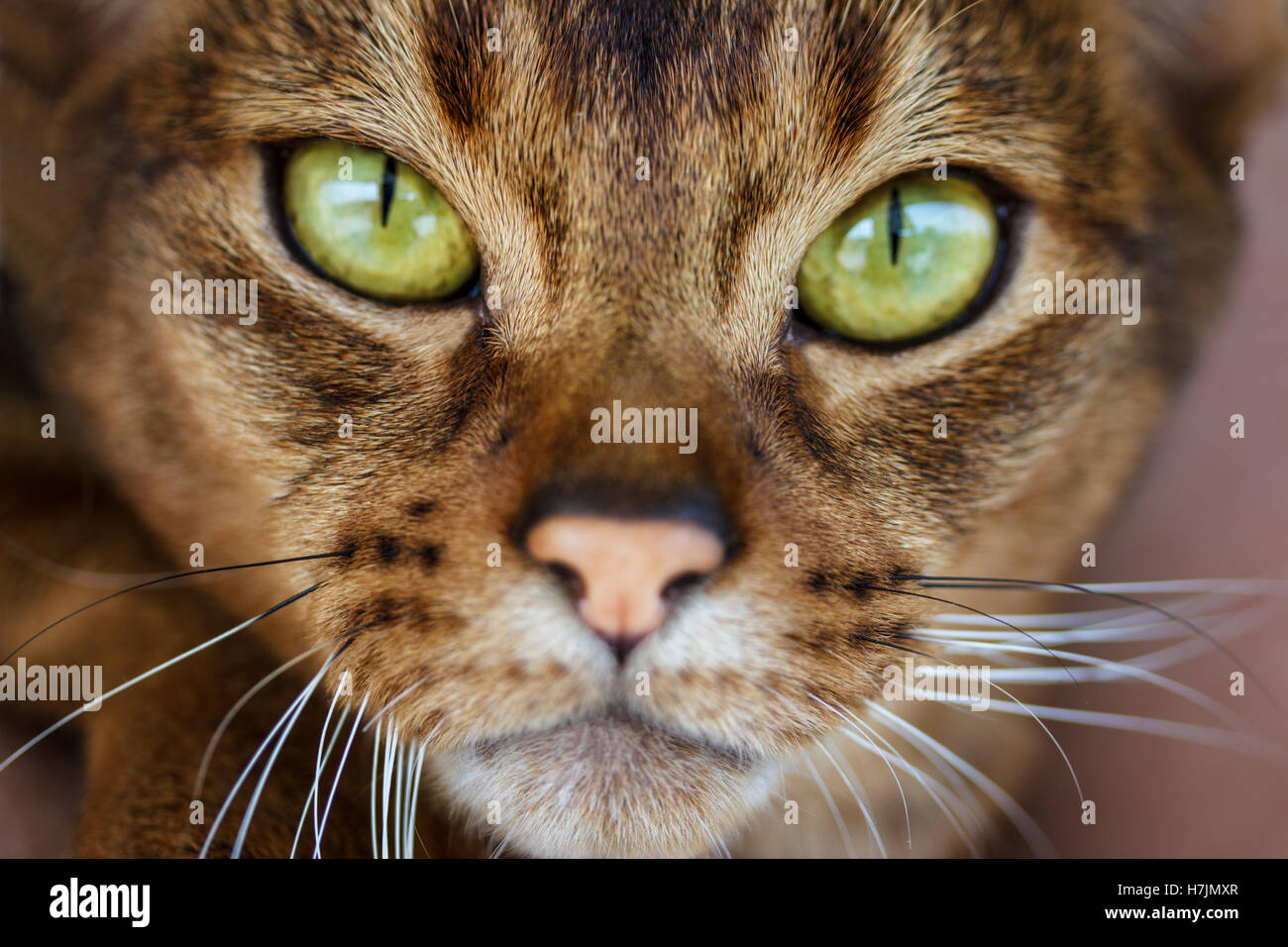 Chat abyssin Banque de photographies et d’images à haute résolution - Alamy