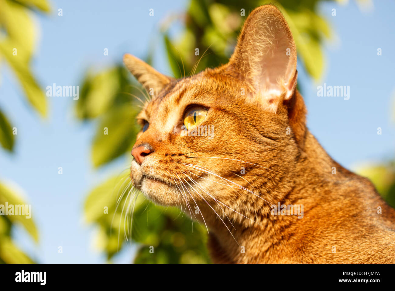 Chat abyssin chat abyssin Banque de photographies et d’images à haute ...