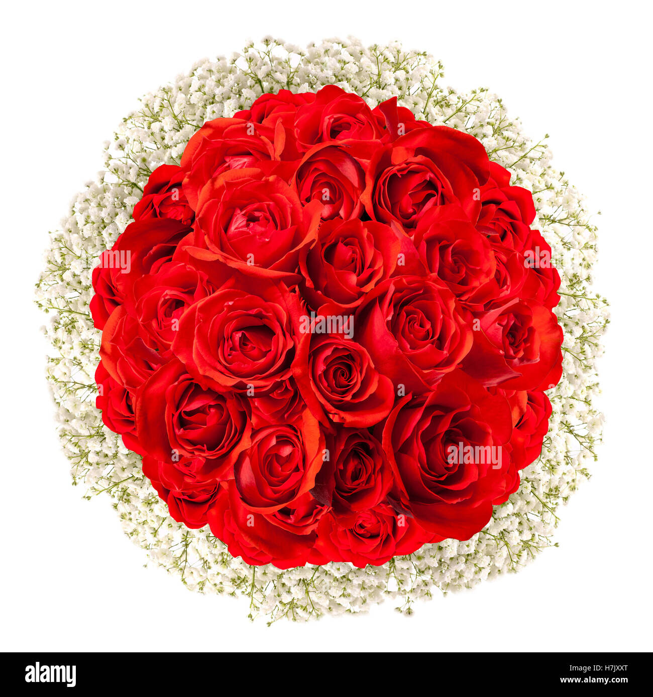 Bouquet de roses rouges entourées de gypsophile fleurs. Isolated on ...