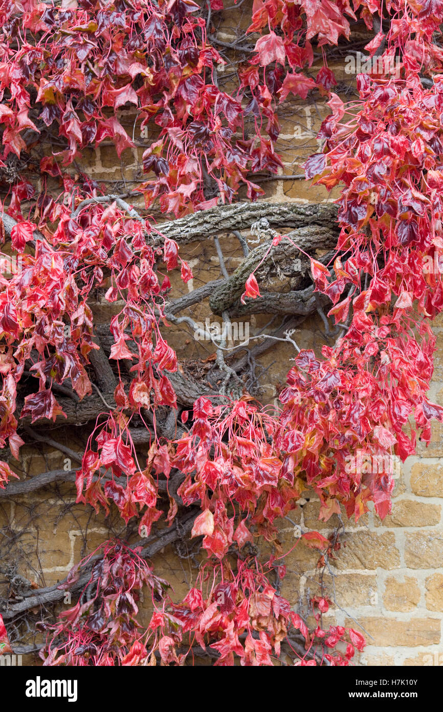 Vigne grimpante Banque de photographies et d’images à haute résolution ...