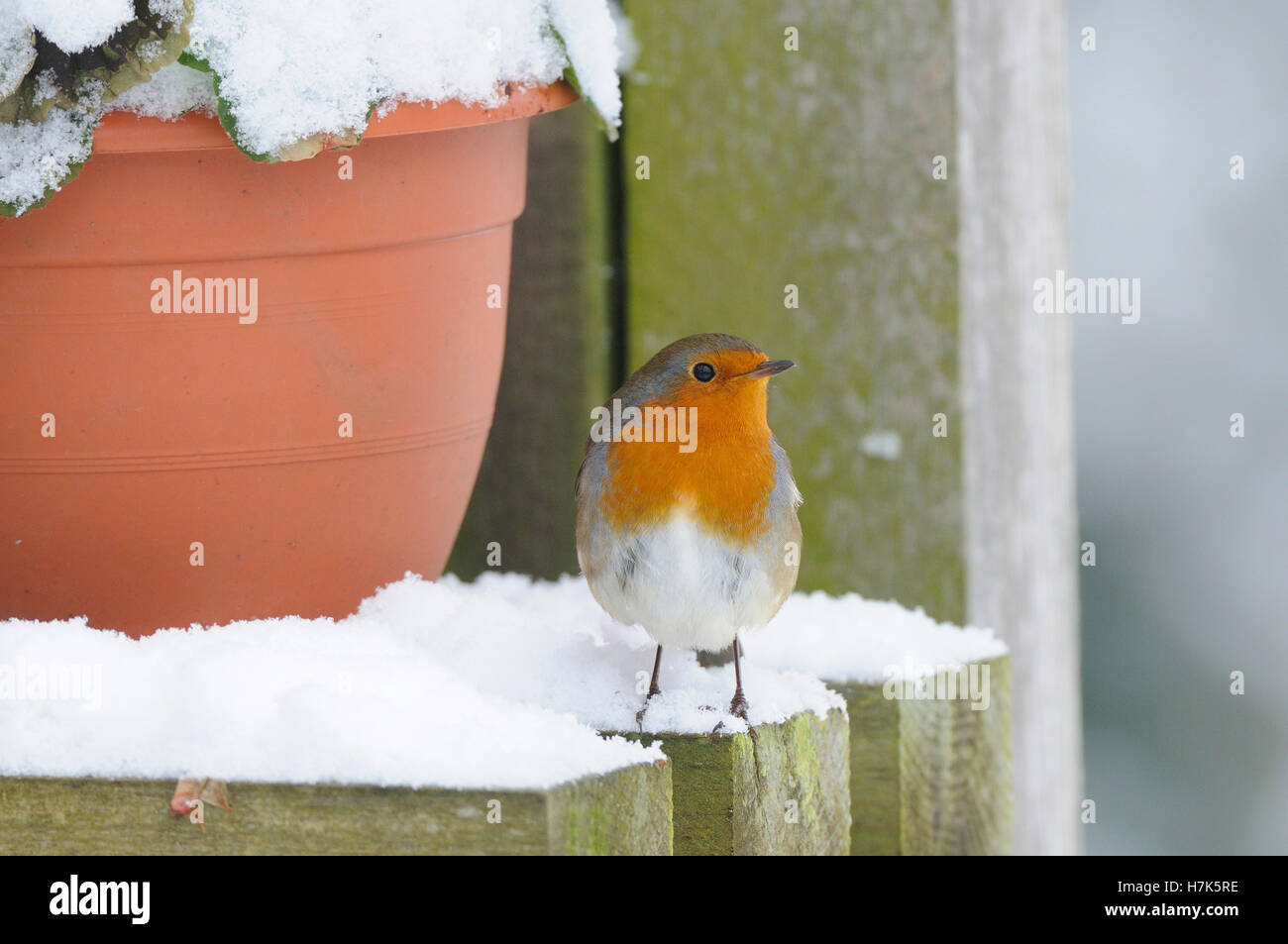 Jardin oiseau oiseaux hiver Banque de photographies et d’images à haute ...