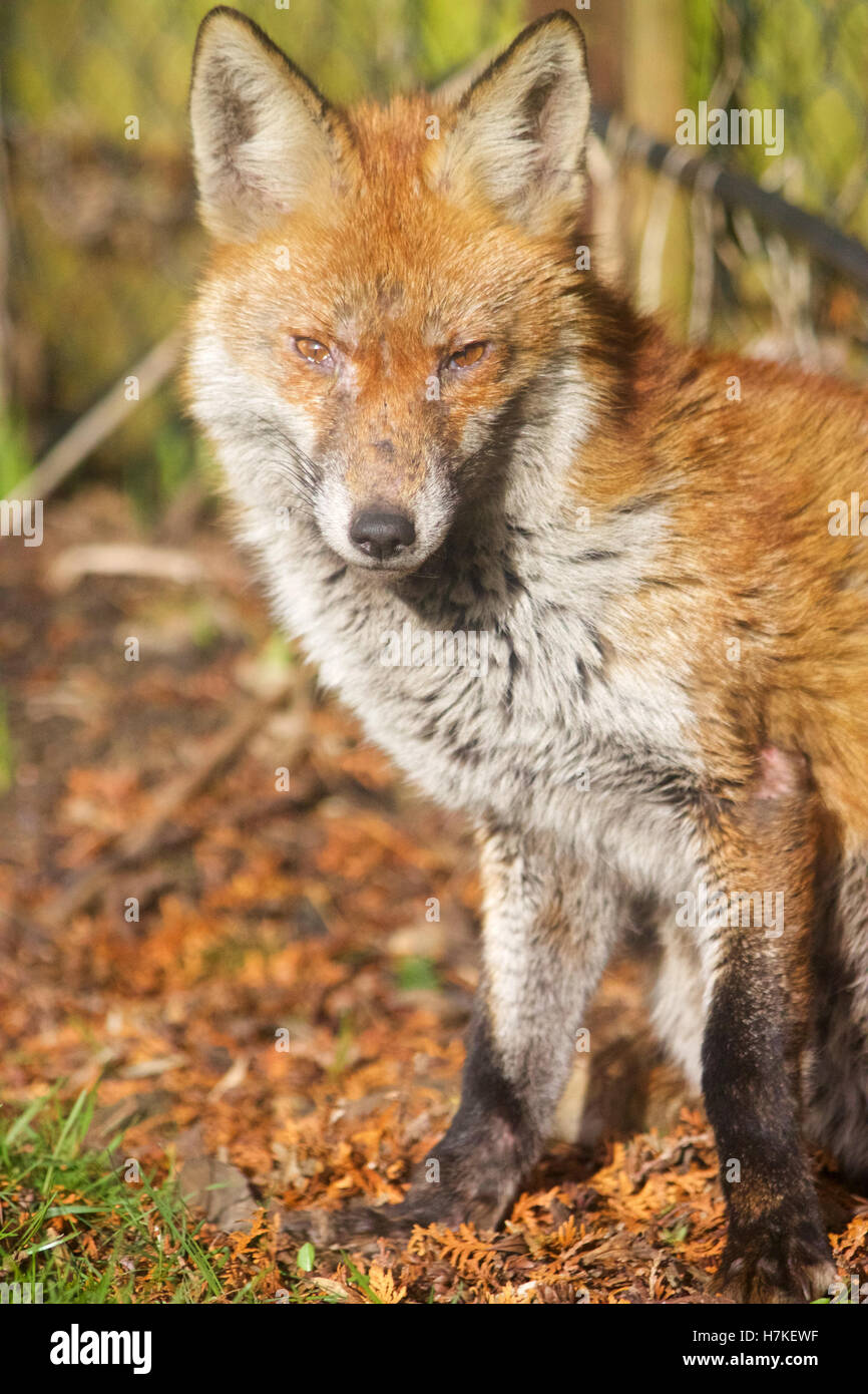 Gale malade Banque de photographies et d’images à haute résolution - Alamy