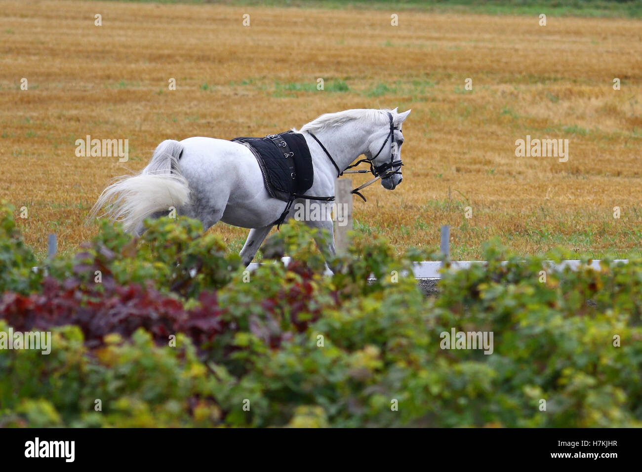 Cheval étalon et jument Banque de photographies et d’images à haute ...