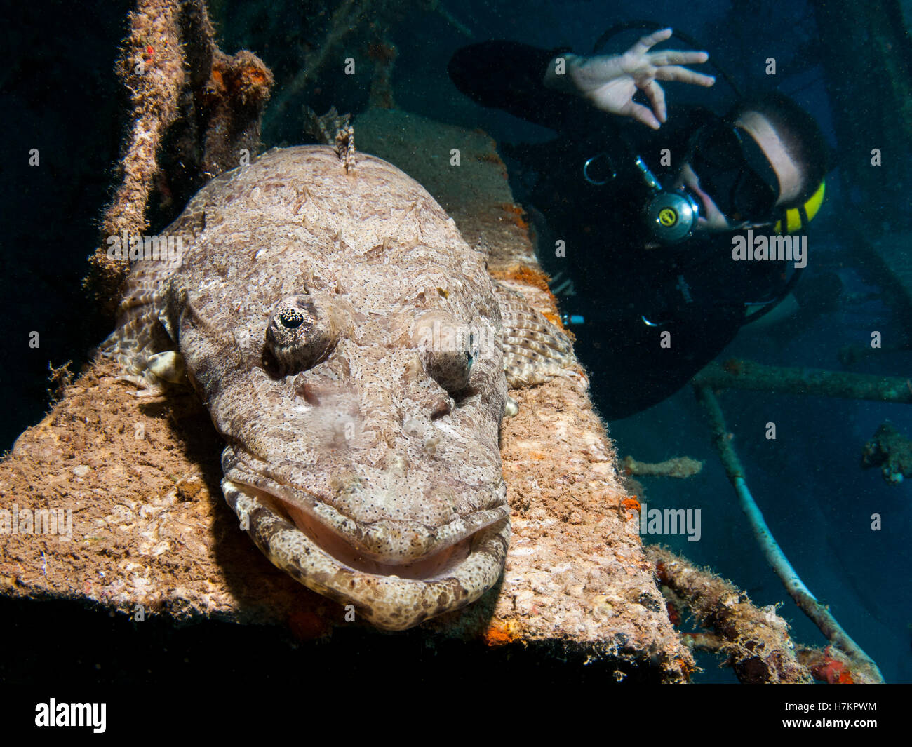 Poissons crocodiles Banque de photographies et d’images à haute ...