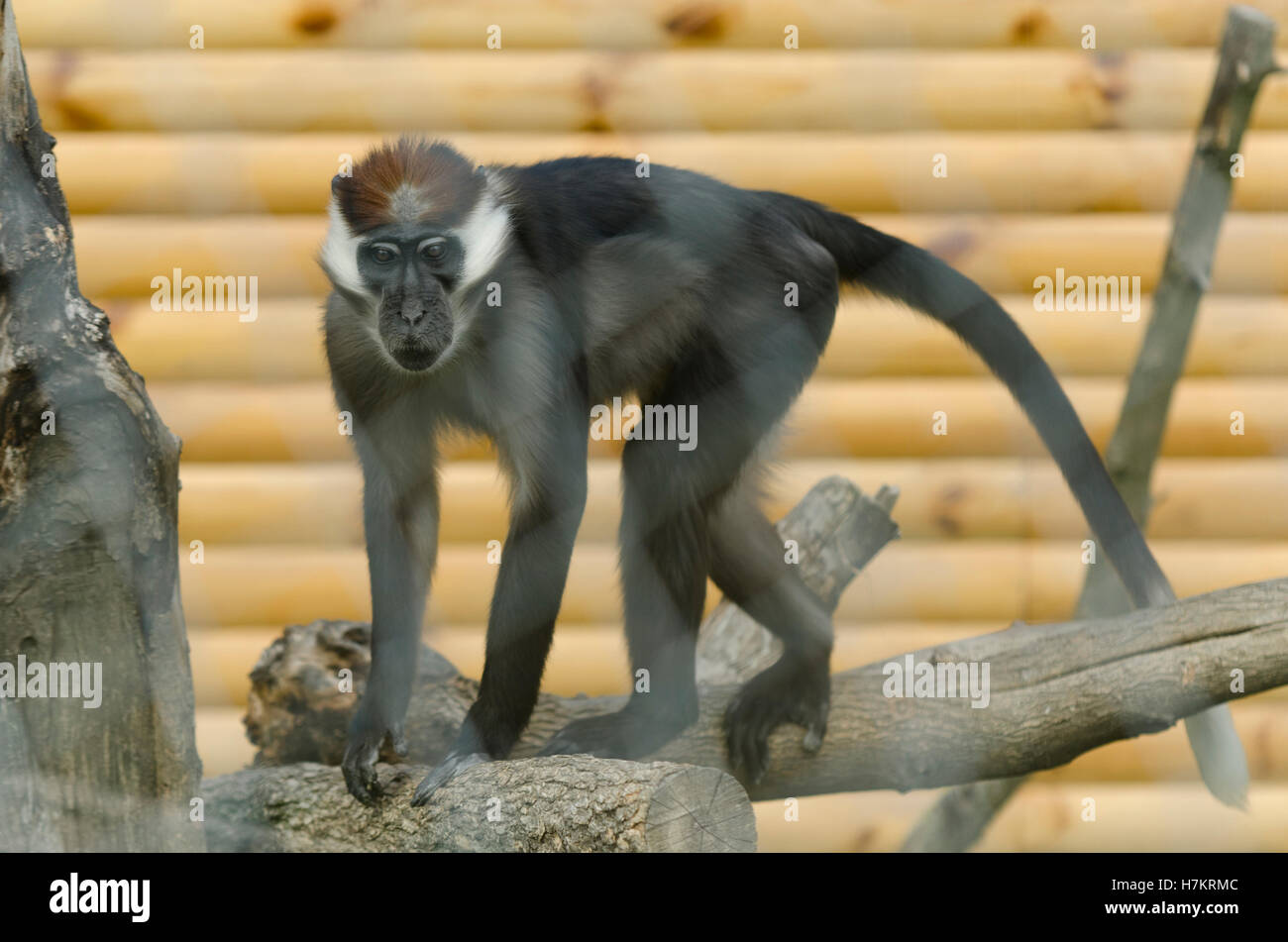 Queue de singe Banque de photographies et d’images à haute résolution ...