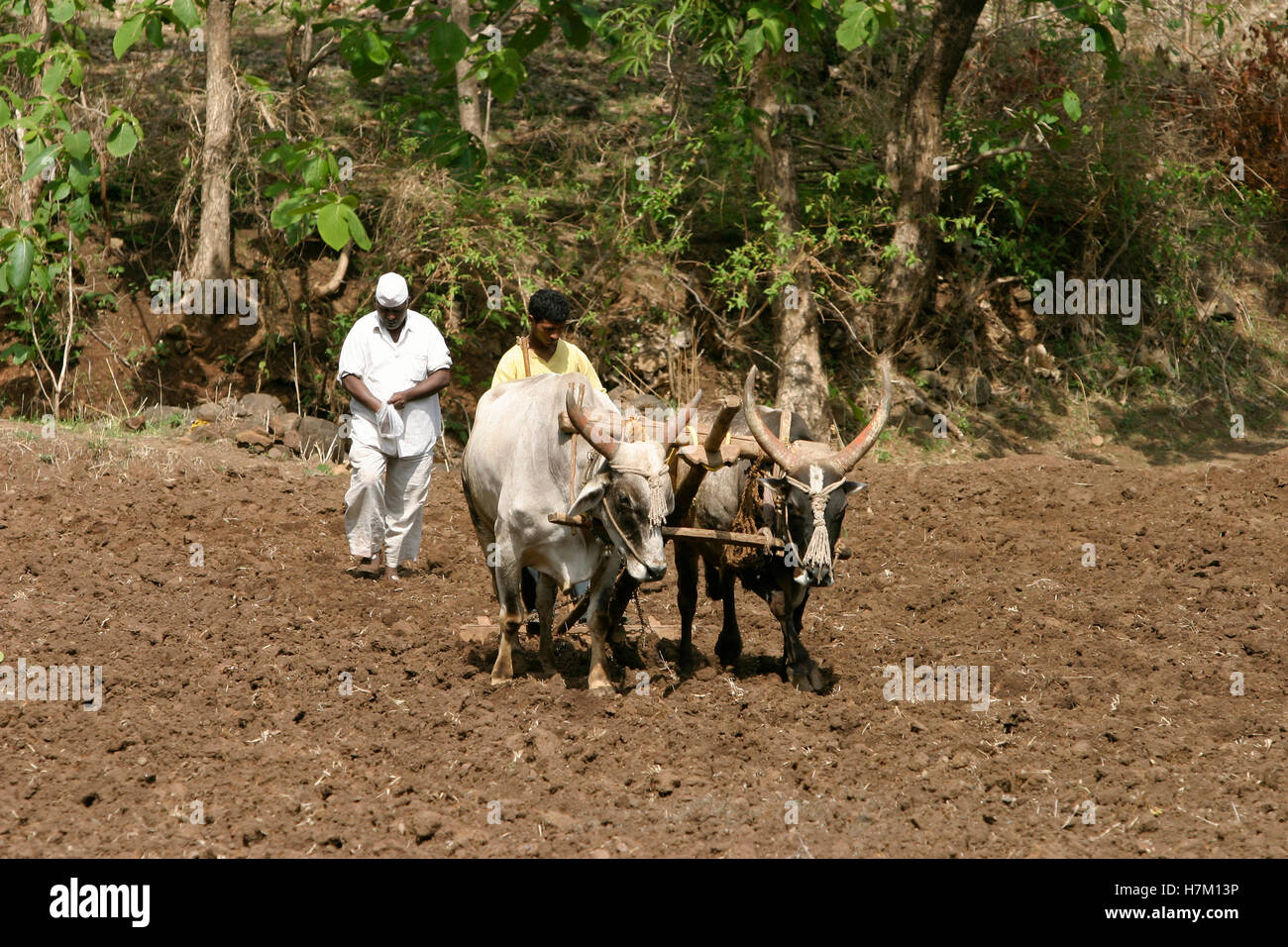 Le labour, les agriculteurs de la vallée de Sinhagad, Western Ghats ...