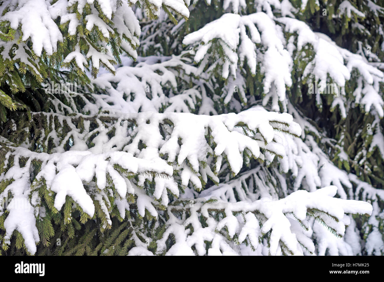 Sur une branche de sapin Banque de photographies et d’images à haute ...