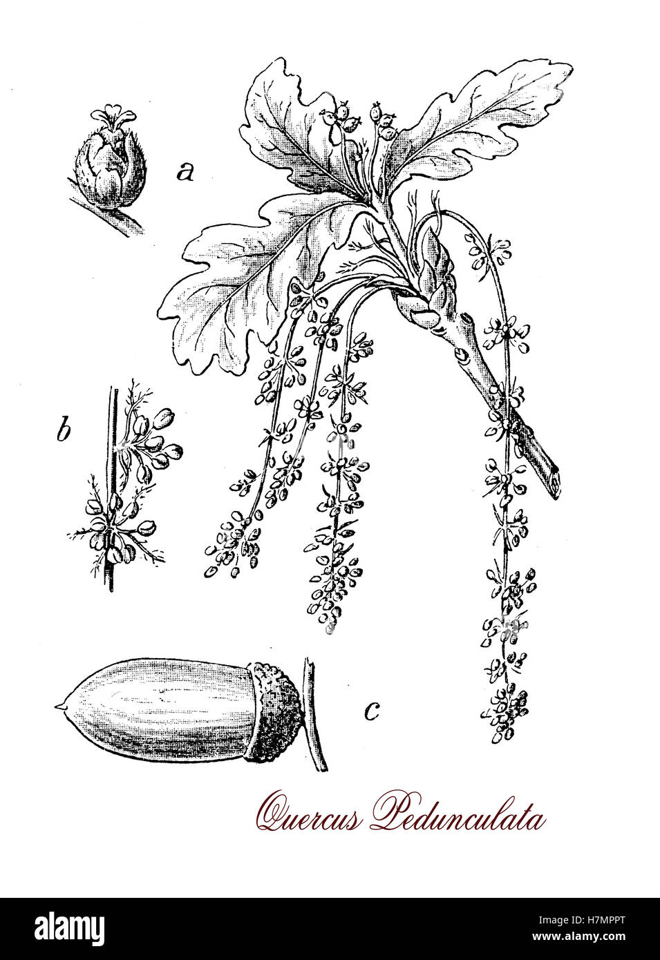 Le chêne pédonculé arbre est un grand arbre à feuilles caduques arbre ...