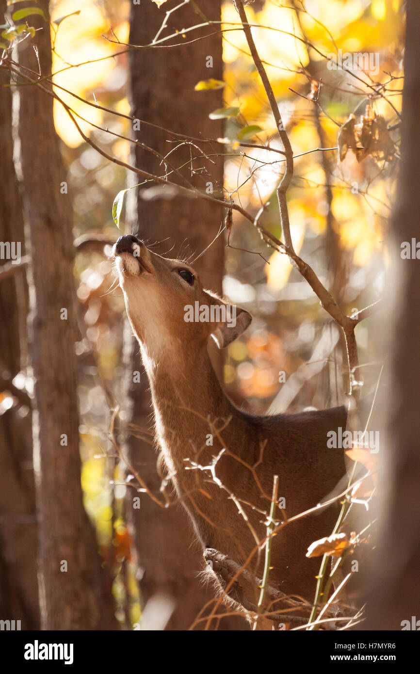 Une jeune biche le cerf broute dans la forêt Photo Stock - Alamy