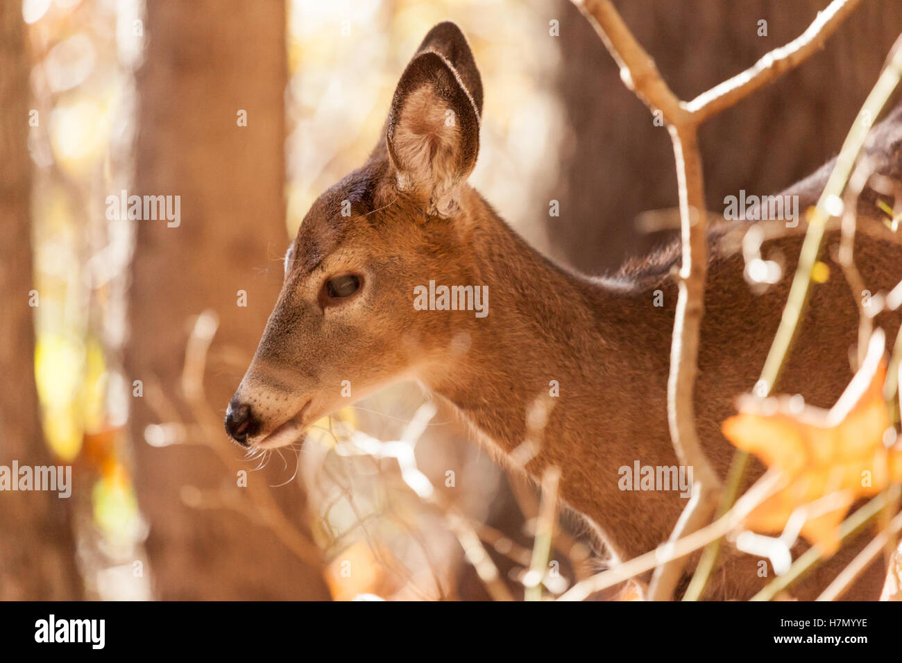 Une jeune biche le cerf broute dans la forêt Photo Stock - Alamy