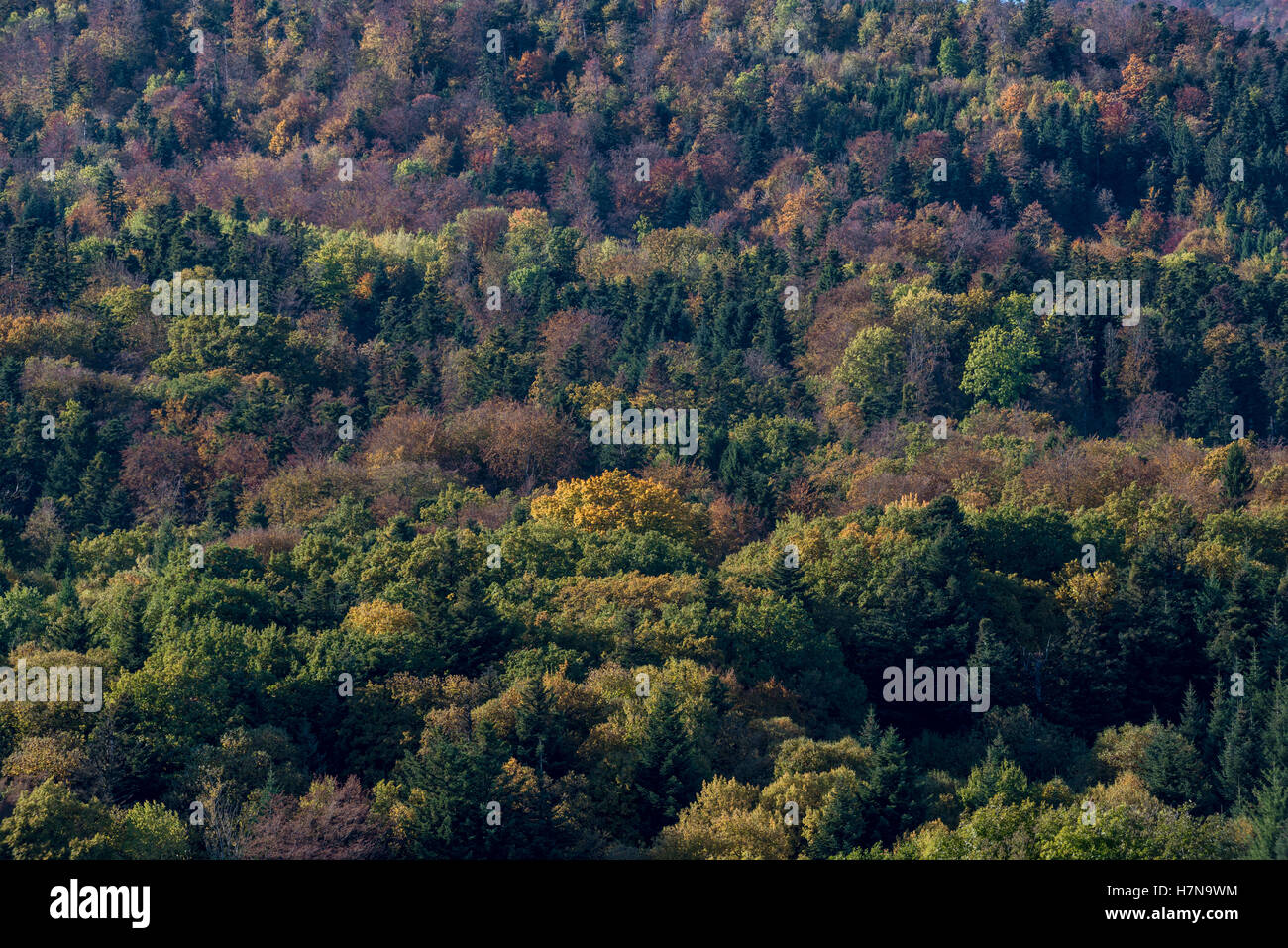 Forêt mixte à feuilles caduques Banque de photographies et d’images à ...