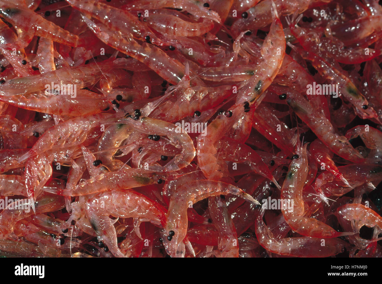 Krill antarctique euphausia superba Banque de photographies et d’images ...