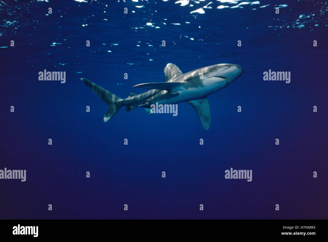 Requin à pointe blanche océanique (Carcharhinus longimanus) portrait ...