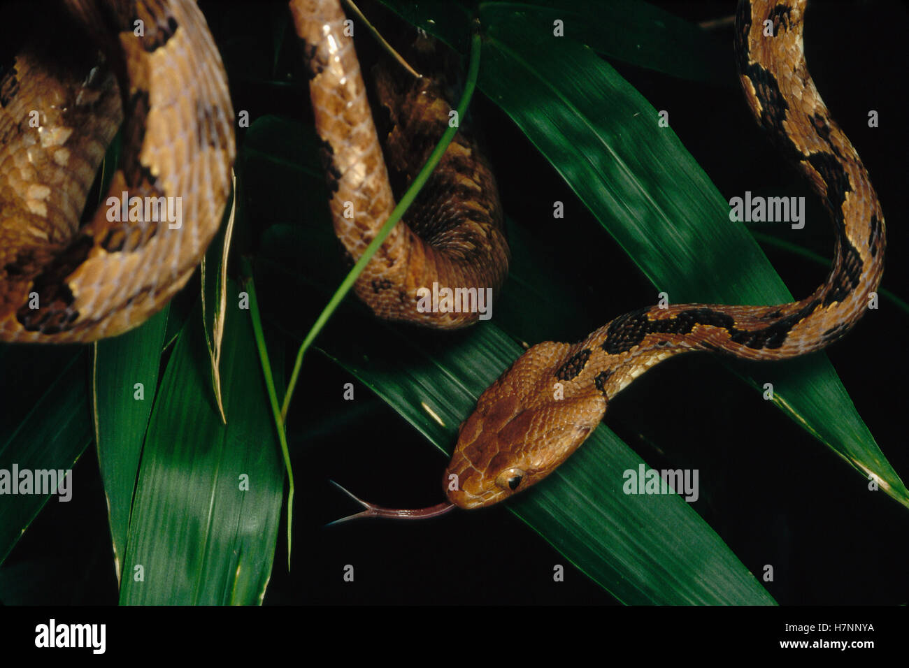 Serpents Colubridae (Boiga sp) espèces nouvellement découvertes dans la ...