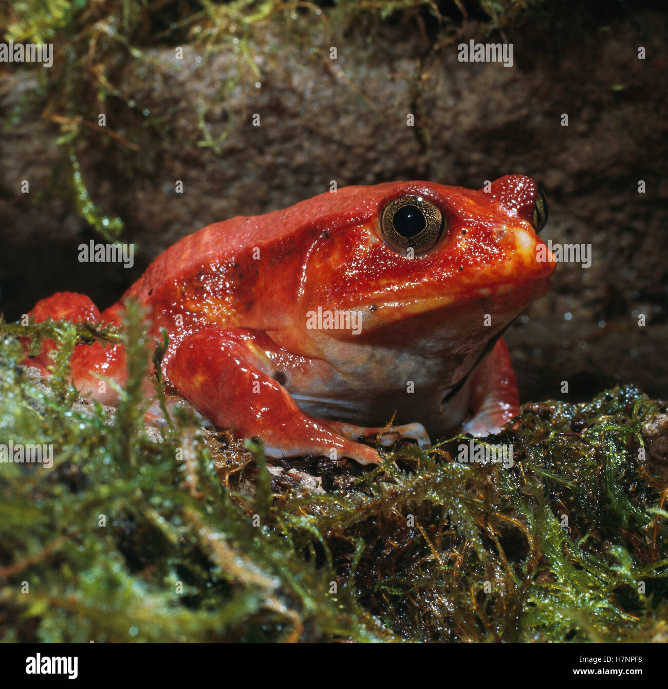 Grenouille tomate malgache Banque de photographies et d’images à haute ...