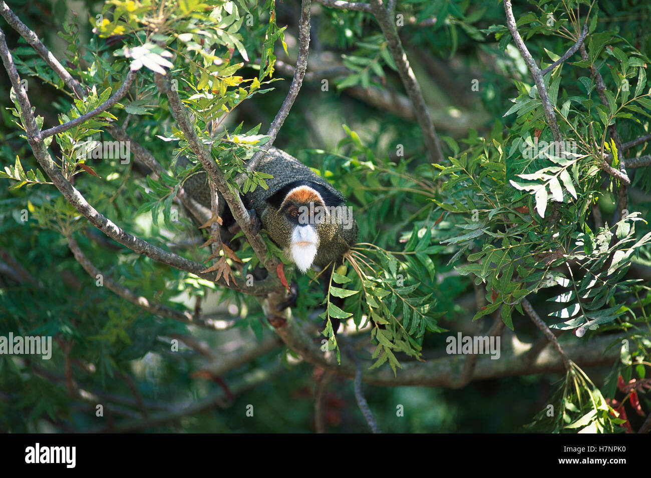 De Brazza (Cercopithecus neglectus Monkey's) dans l'arbre, originaire d ...