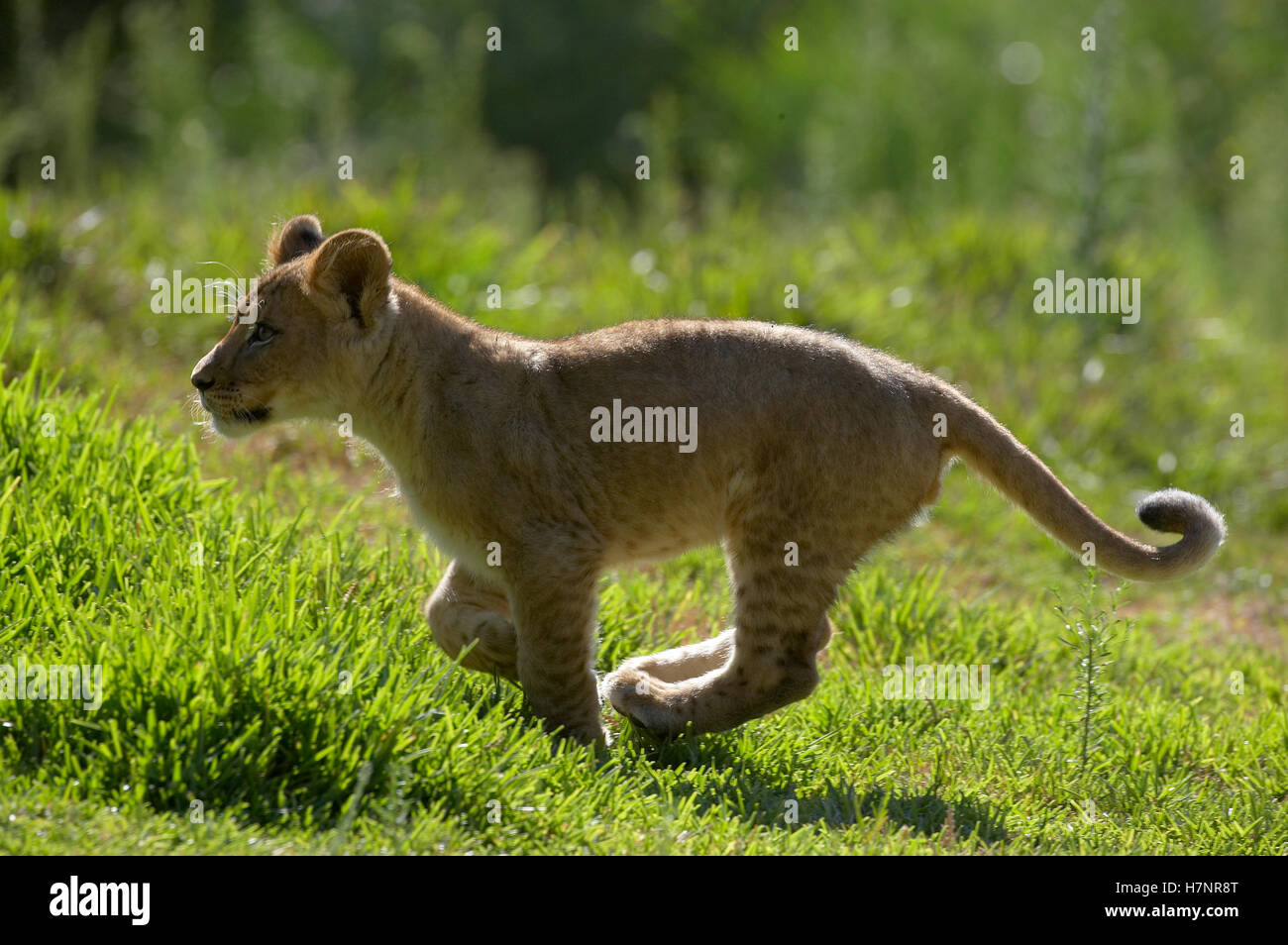 L'African Lion (Panthera leo) cub tournant, menacé, originaire d ...