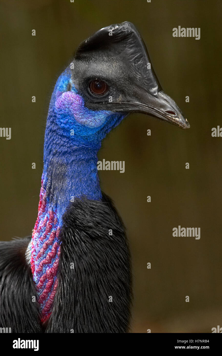 Casoar nain Banque de photographies et d’images à haute résolution - Alamy