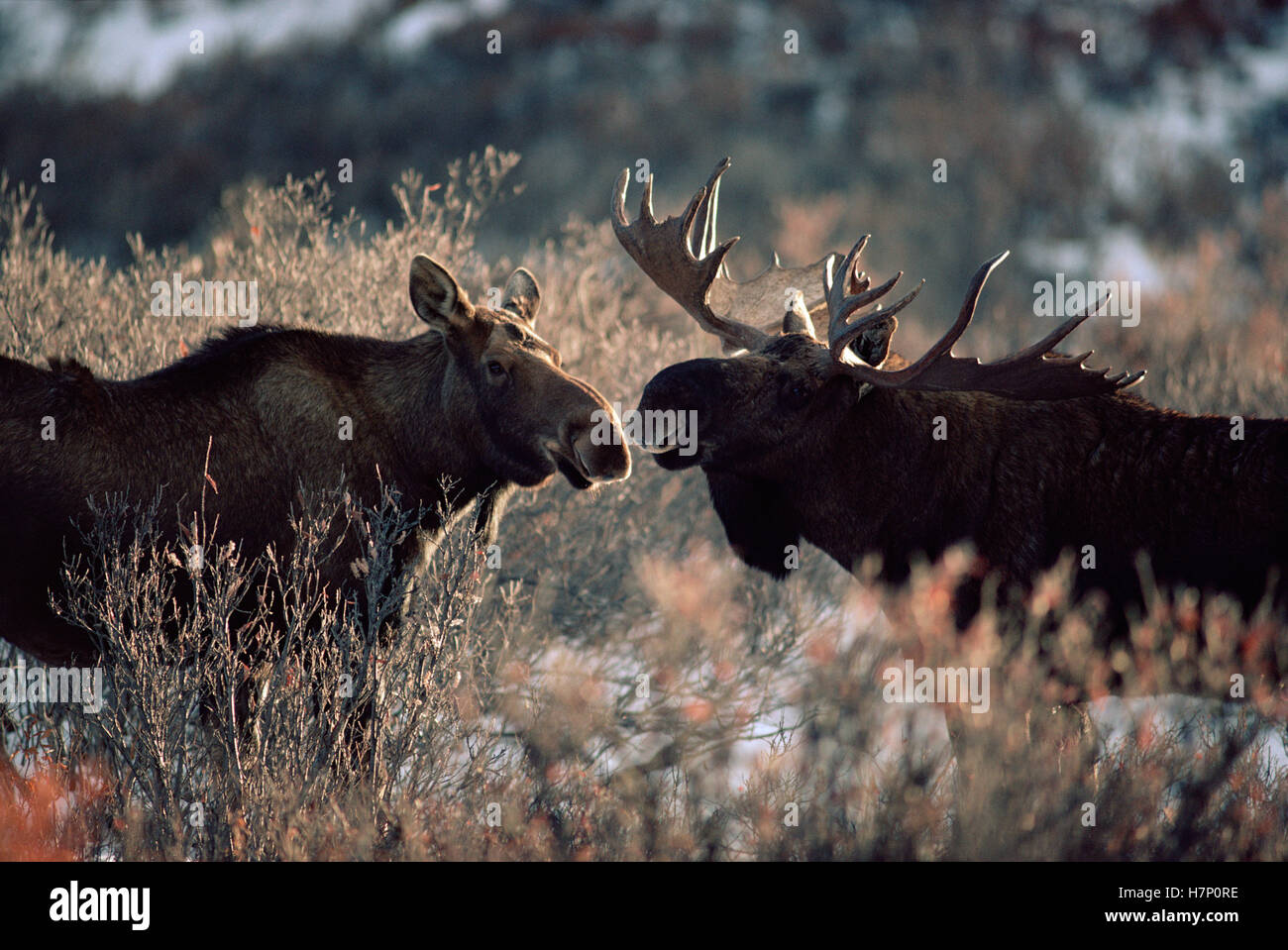 Alaska l'Orignal (Alces alces gigas) approches mâles en rut femelle ...