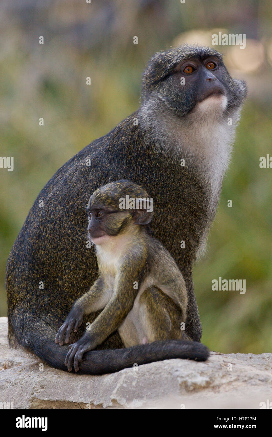 Allen's Swamp Monkey (Allenopithecus nigroviridis) la mère et l'enfant ...