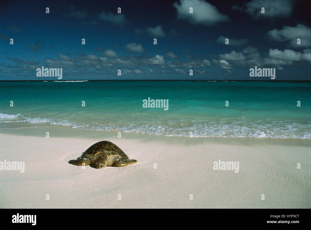 Tortue verte (Chelonia mydas) une espèce en voie de disparition, à ...