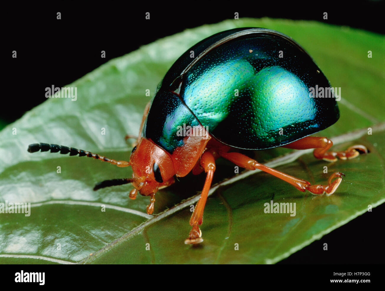 Chrysomelidae family Banque de photographies et d’images à haute ...
