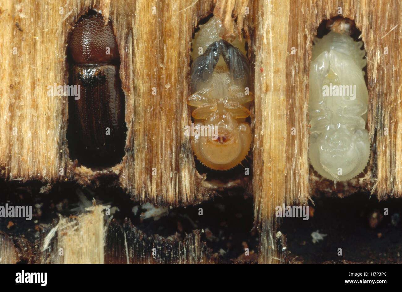 Scolyte du bar rayé Trypodendron lineatum (adultes), pupe, et les ...