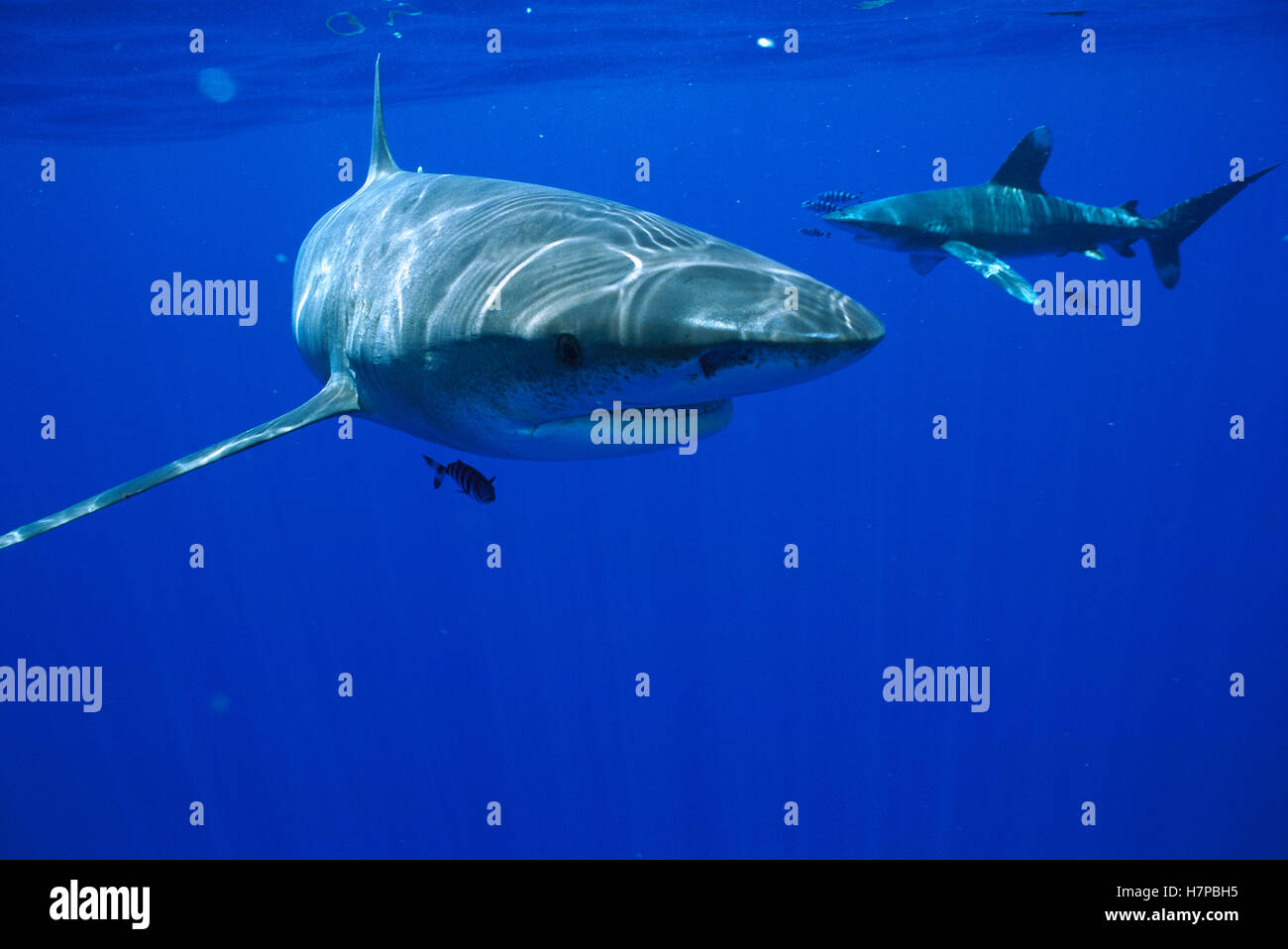 Requin à pointe blanche océanique (Carcharhinus longimanus) paire avec ...