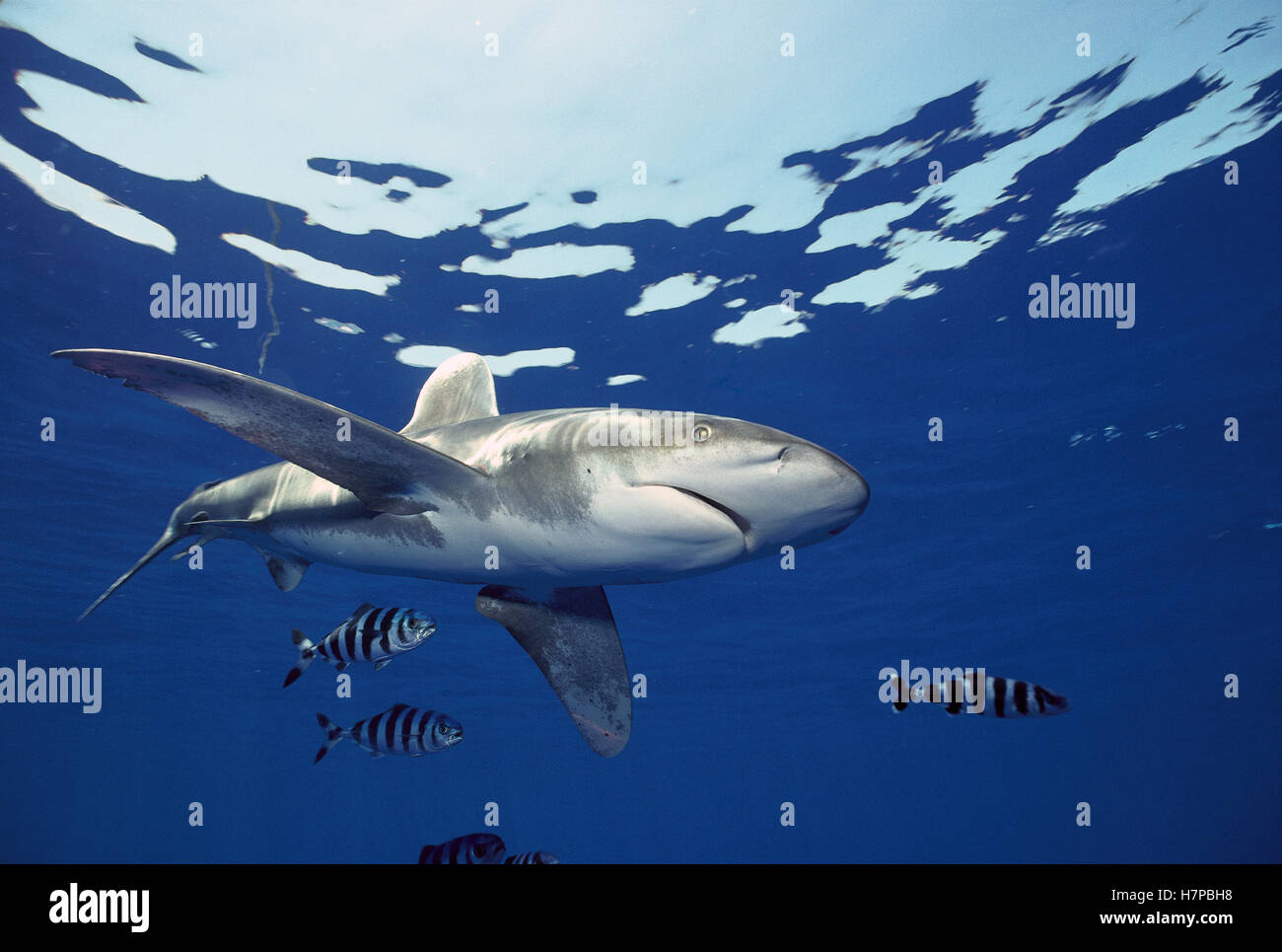 Requin à pointe blanche océanique (Carcharhinus longimanus) avec du ...