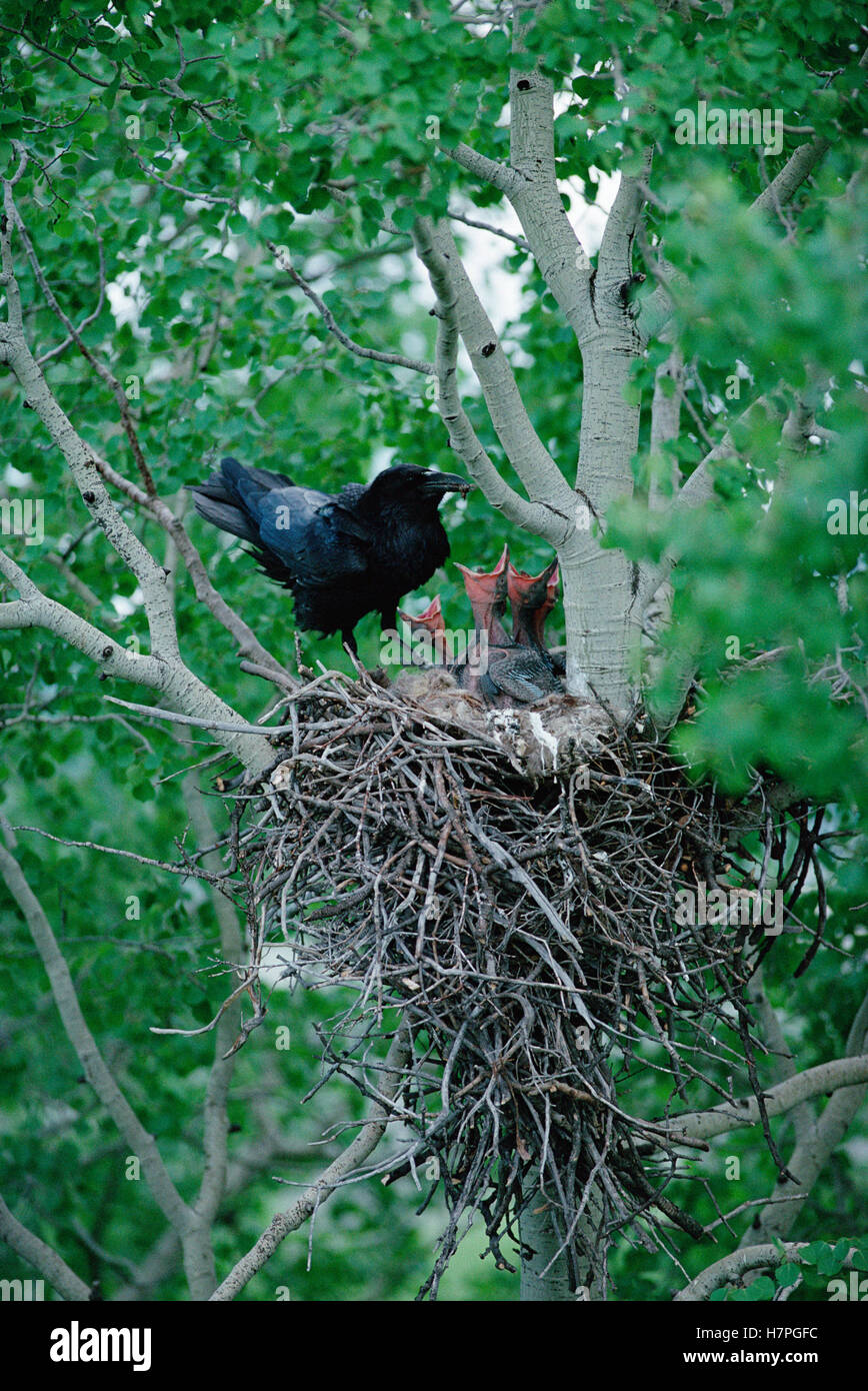 Grand Corbeau (Corvus corax) parent nourrir ses poussins d'une semaine ...