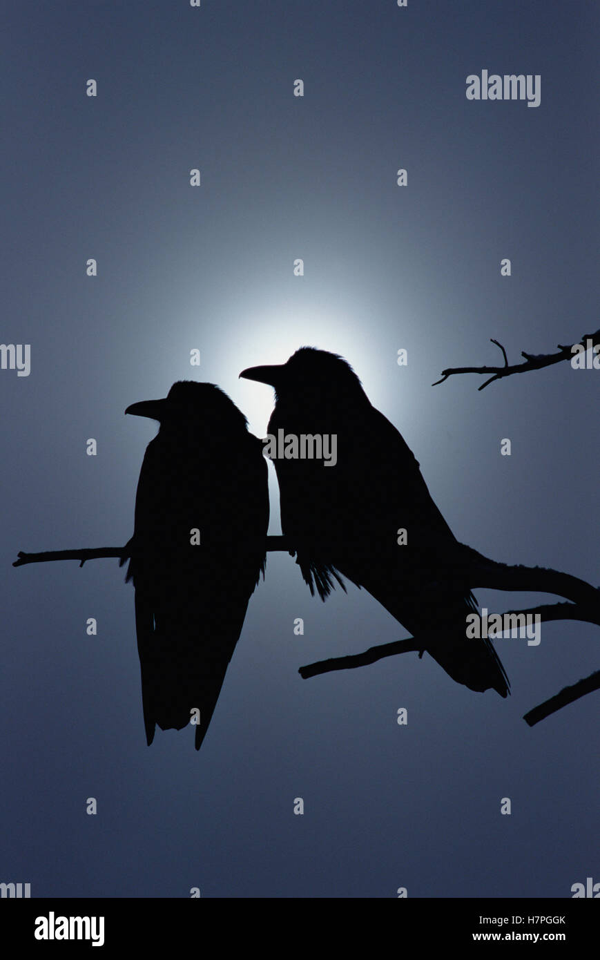 Grand Corbeau (Corvus corax) Paire de se percher sur une branche ...