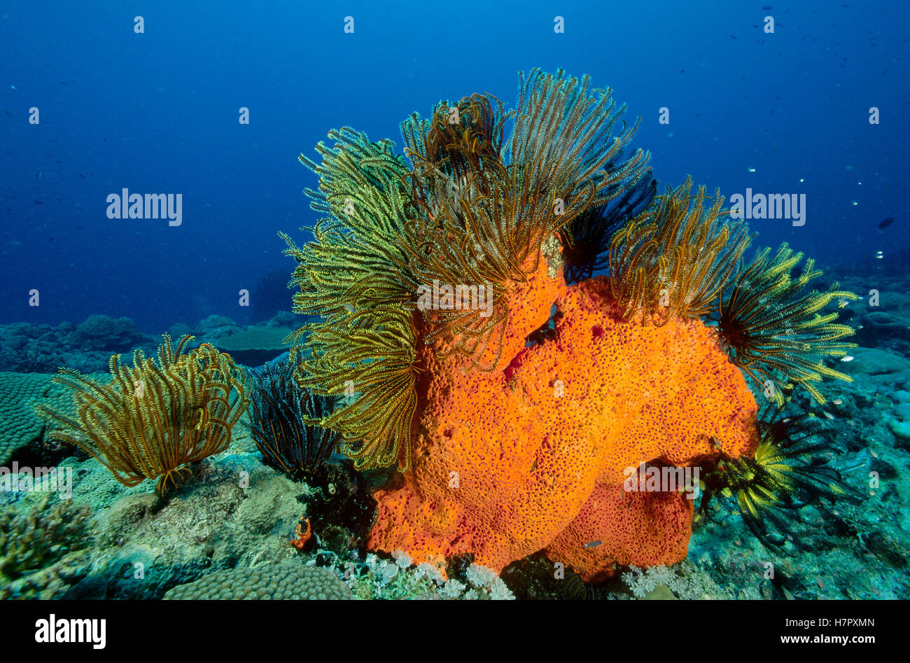 Feather Star (Oxycomanthus bennetti) crinoïdes accrochés à un grand ...