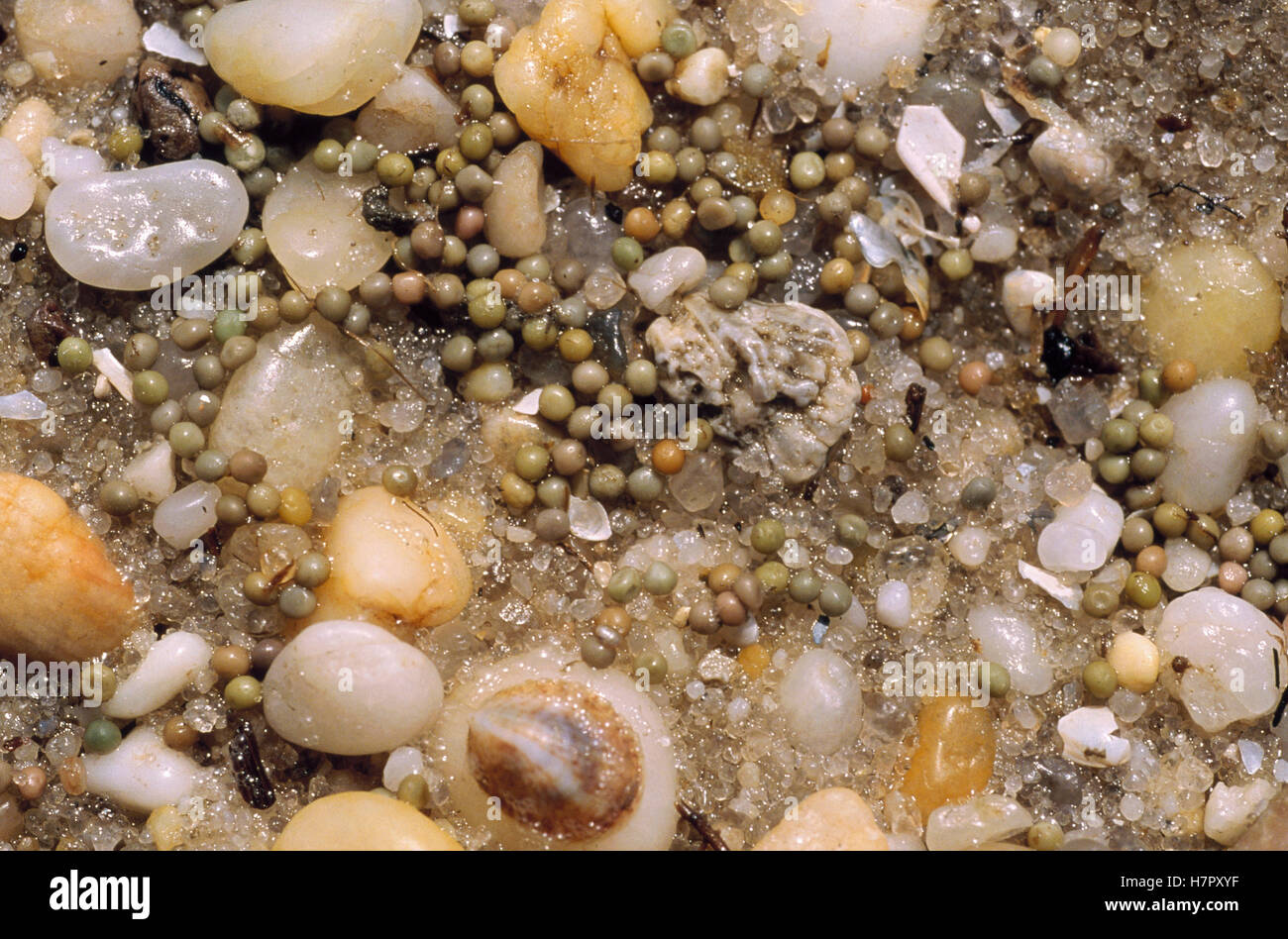 Limule (Limulus polyphemus) oeufs fraîchement pondus, révélés par le ...