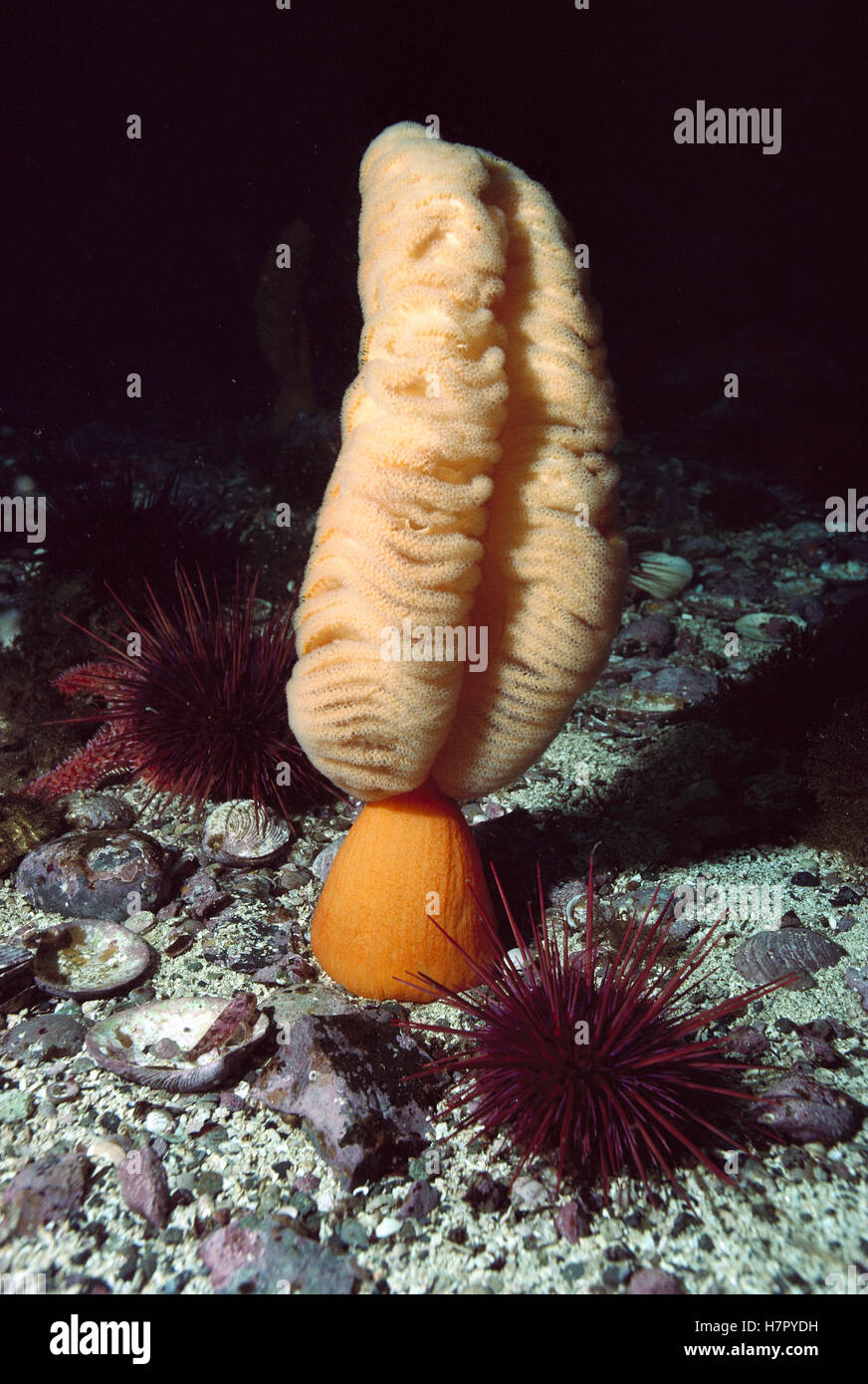 La mer Orange stylo (Ptilosarcus gurneyi) avec les oursins de mer, l ...