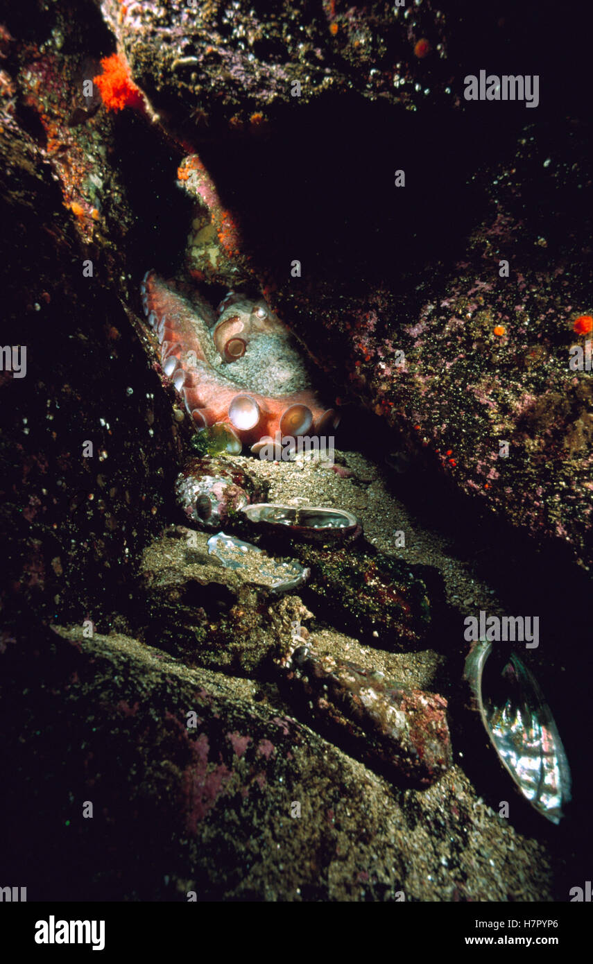La Pieuvre géante du Pacifique (Enteroctopus dofleini) entrée de den ...