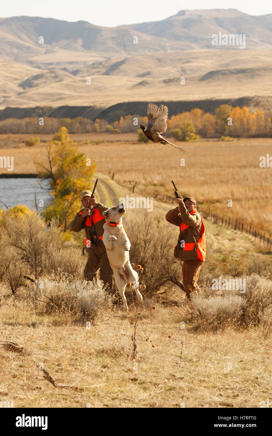 Deux Faisan de chasse des chasseurs et de laboratoire exécutant après ...